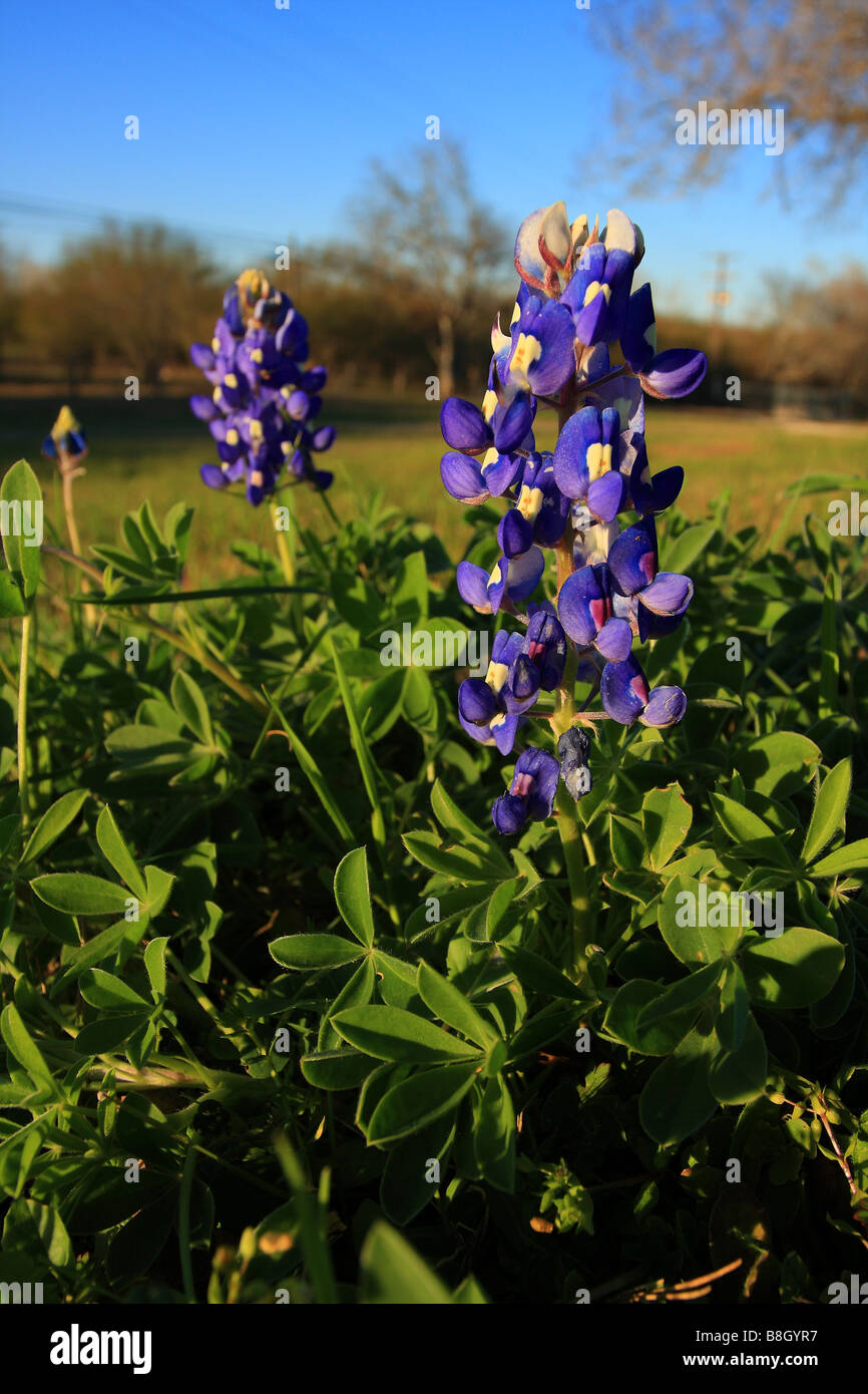 Bluebonnets up close hi-res stock photography and images - Alamy
