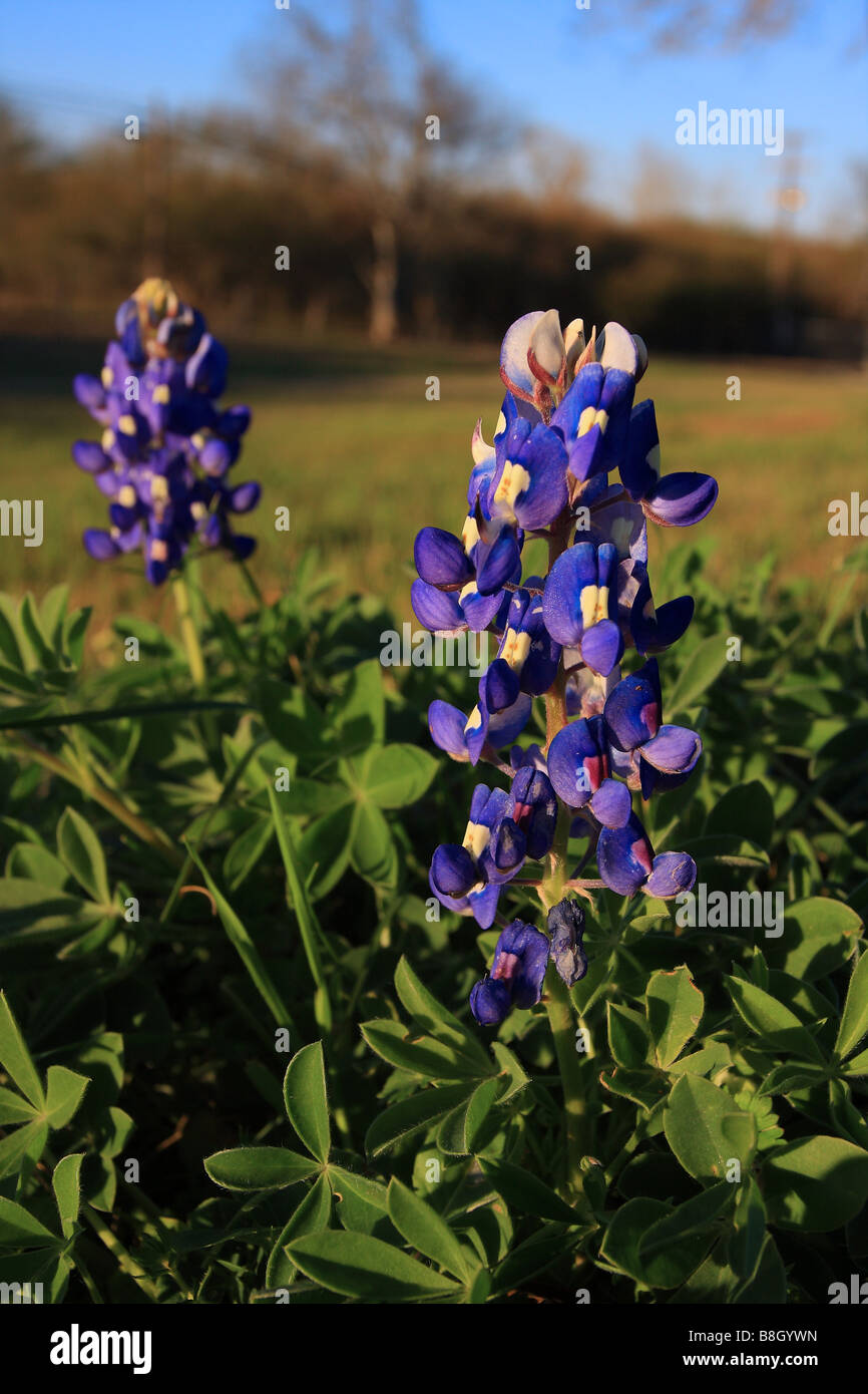 Lupinus texensis hi-res stock photography and images - Alamy