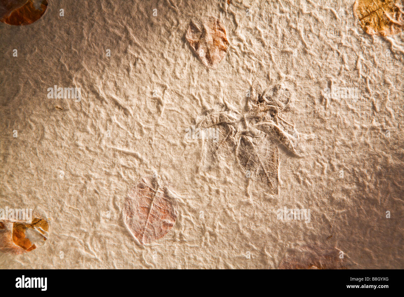 Paper frost hi-res stock photography and images - Alamy