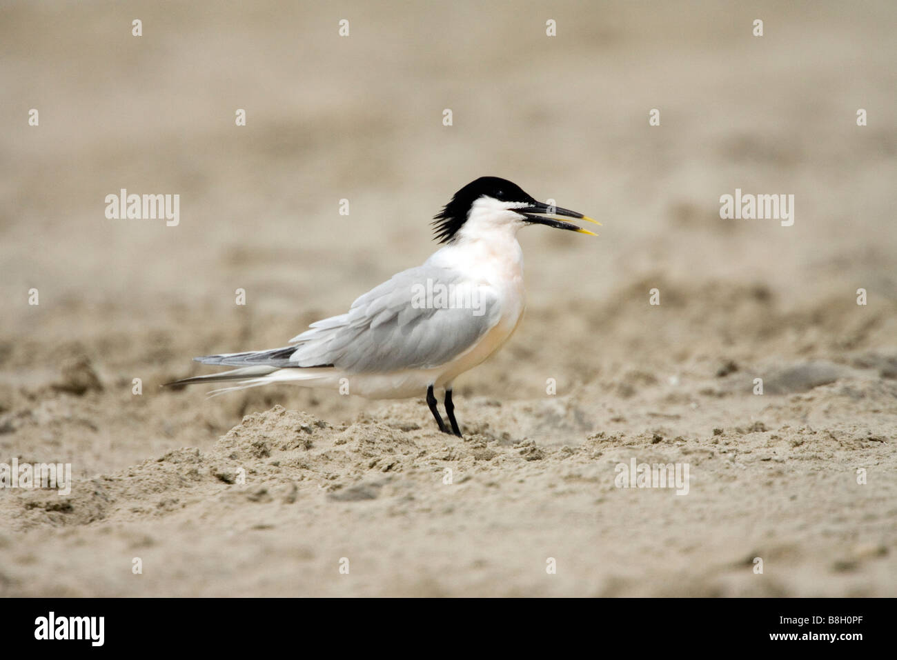 Fish eater sand hi-res stock photography and images - Alamy