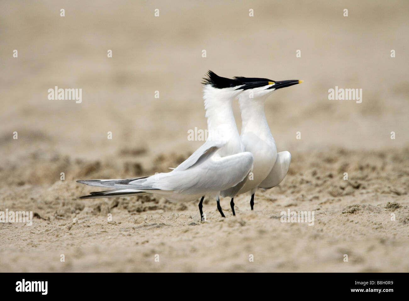 Sandwich beach sand hi-res stock photography and images - Alamy