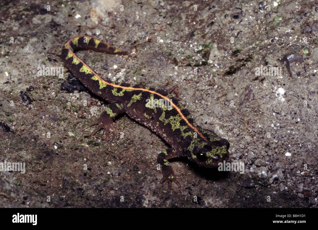 Triturus marmoratus, Marbled newt Stock Photo - Alamy
