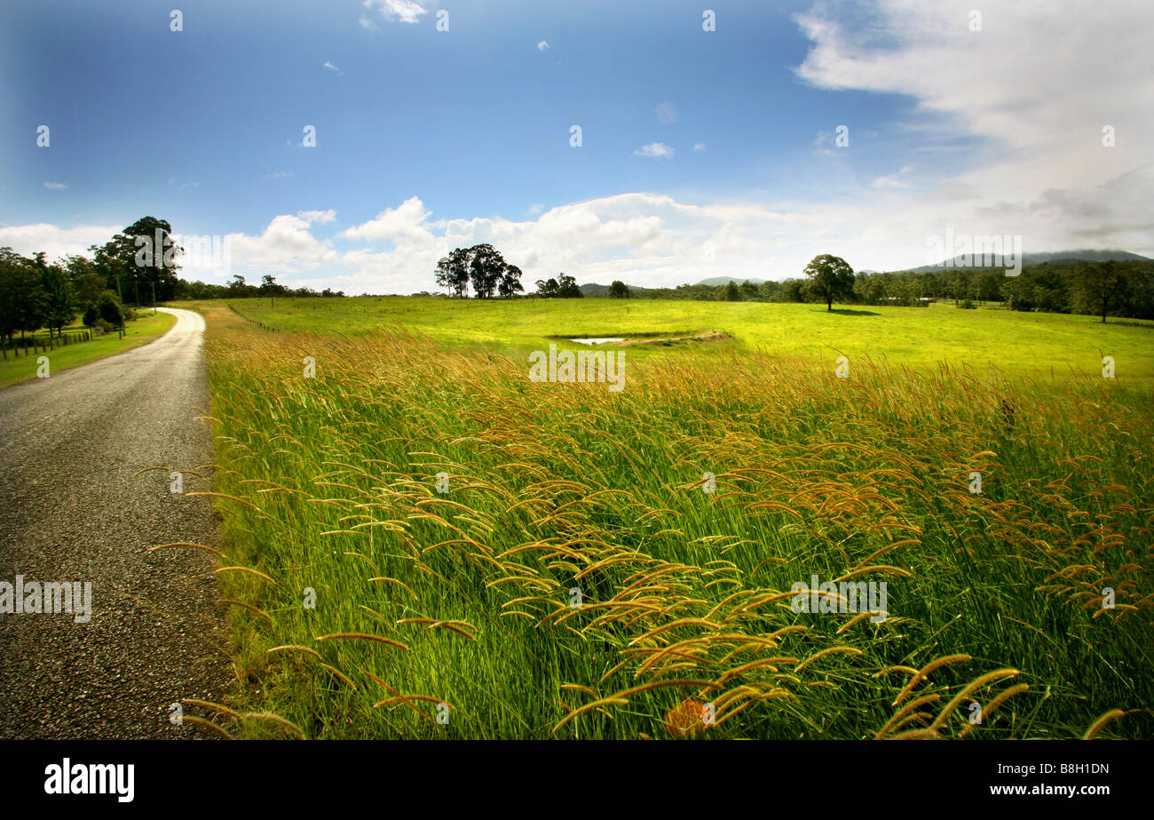 Indigenous native vegetation hi-res stock photography and images - Alamy