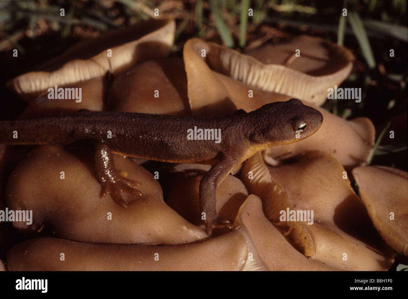 Taricha torosa, California newt Stock Photo - Alamy