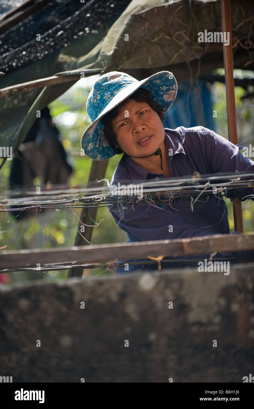 Thai women working Stock Photo - Alamy
