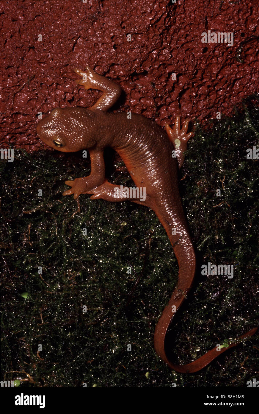 Newt taricha salamandridae hi-res stock photography and images - Alamy