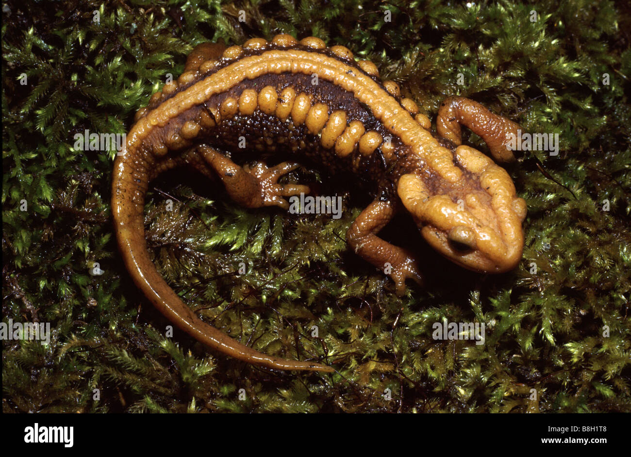 Crocodile newt hi-res stock photography and images - Alamy