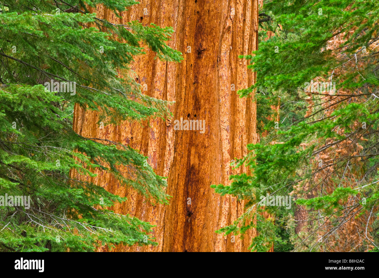 Giant Sequoias Sequoiadendron giganteum Trail of 100 Giants Giant Sequoia National Monument ...