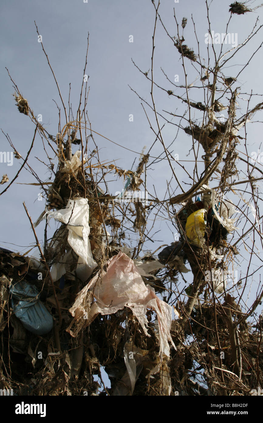 lots of rubbish stuck in tree branches in countryside after river flood ...