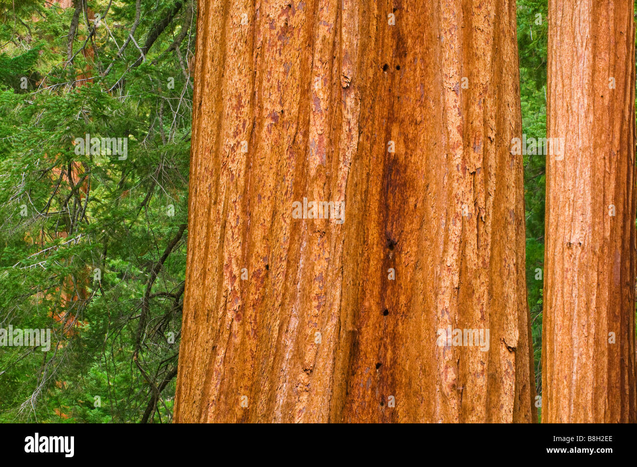 Giant Sequoias Sequoiadendron giganteum Trail of 100 Giants Giant Sequoia National Monument ...
