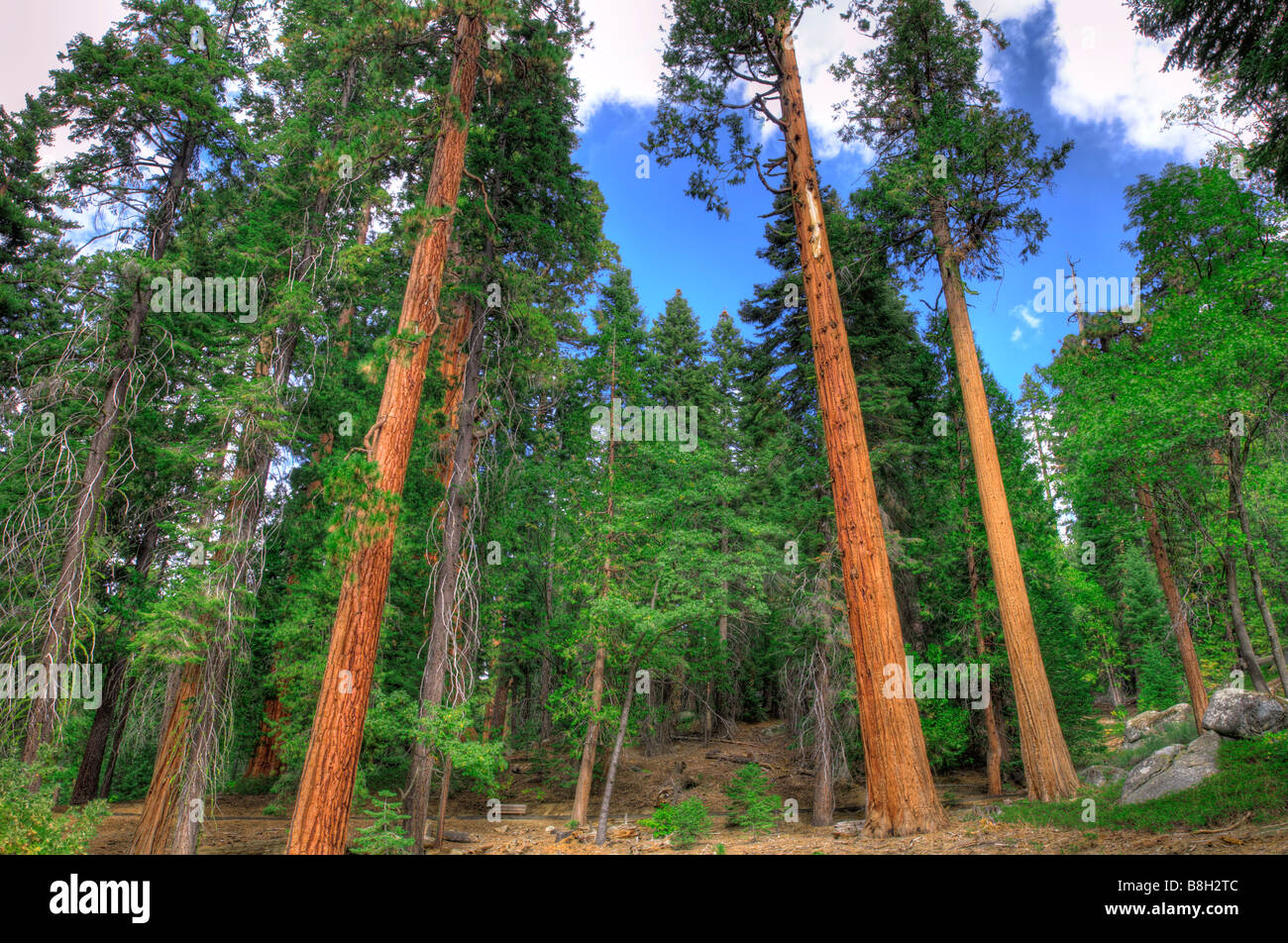 Giant Sequoias Sequoiadendron giganteum Trail of 100 Giants Giant Sequoia National Monument ...