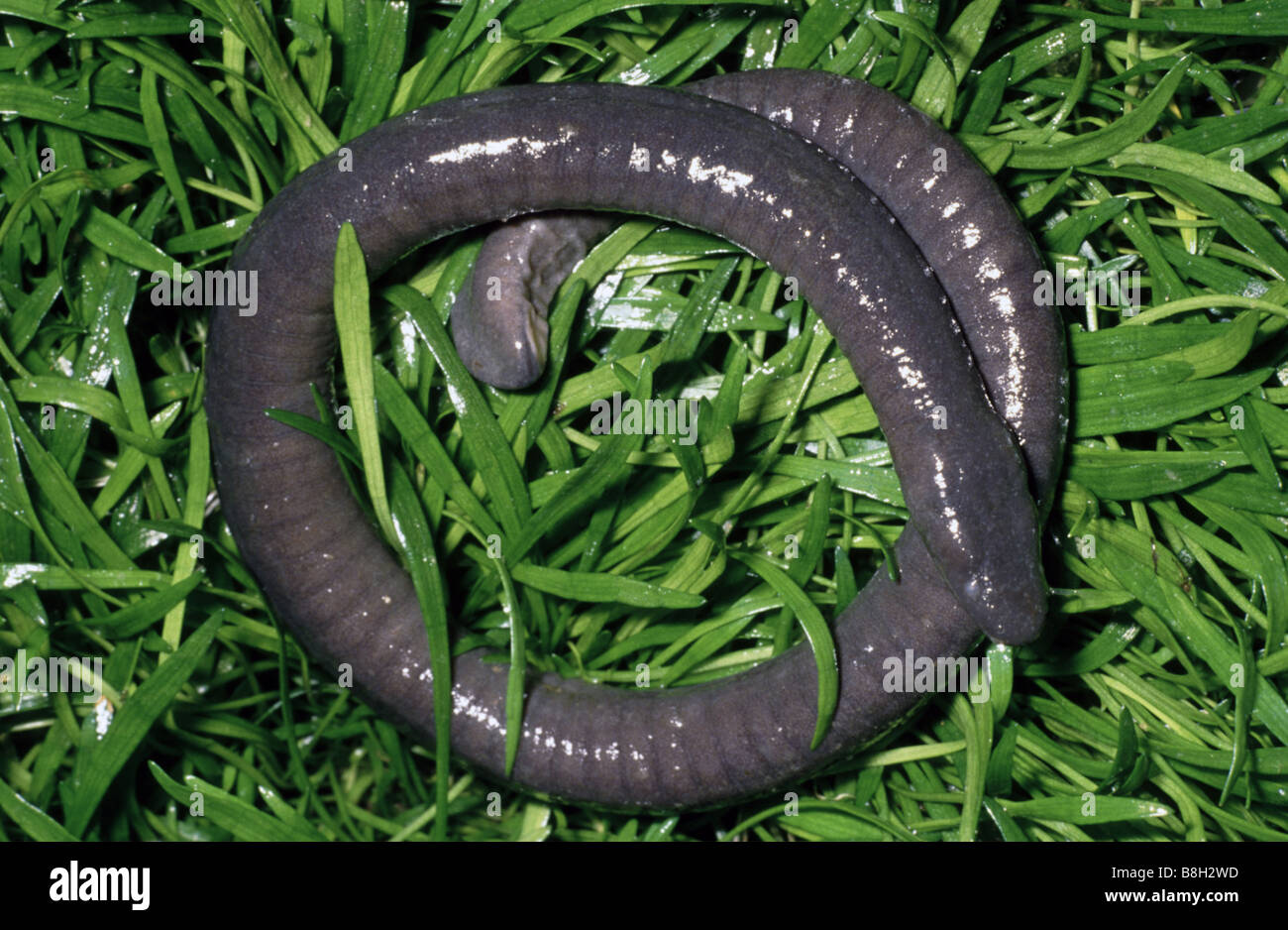 Typhlonectes natans, aquatic caecilian Stock Photo - Alamy