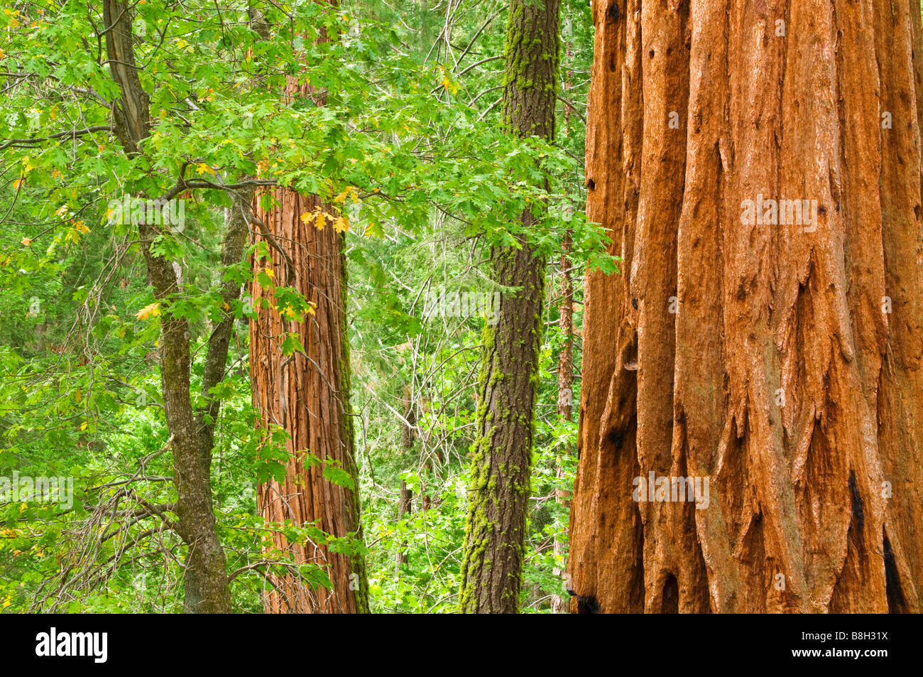 100 giants hi-res stock photography and images - Alamy