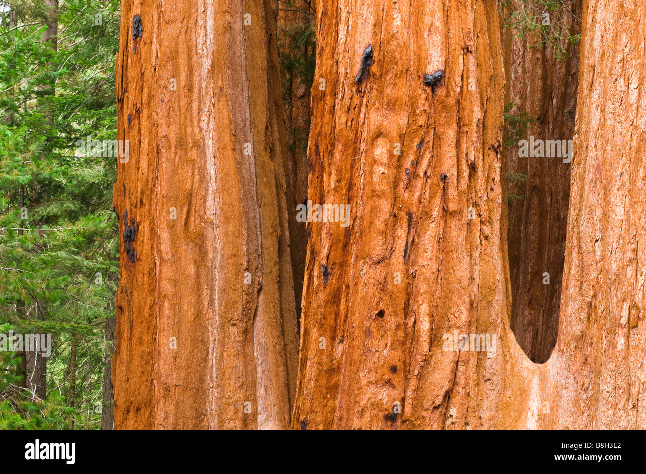 Giant Sequoias Sequoiadendron giganteum Trail of 100 Giants Giant Sequoia National Monument ...