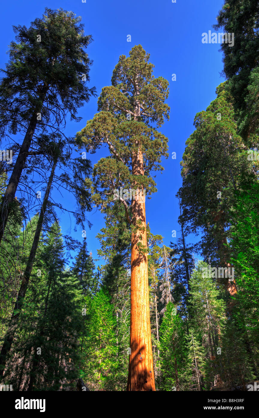 Giant Sequoia Sequoiadendron giganteum Trail of 100 Giants Giant Sequoia National Monument ...