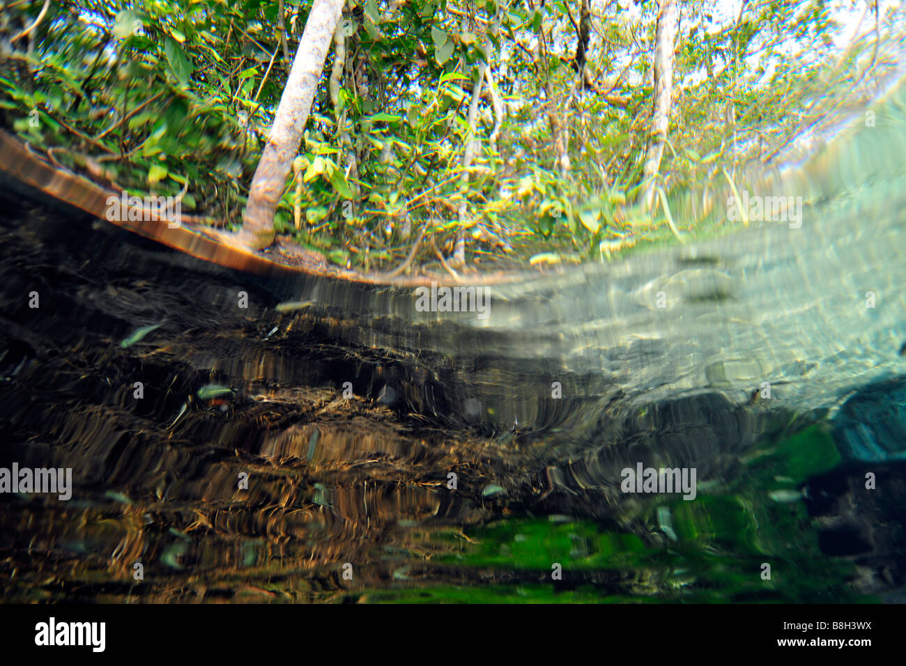 Split image of the lush vegetation above and bellow water Sucuri river ...