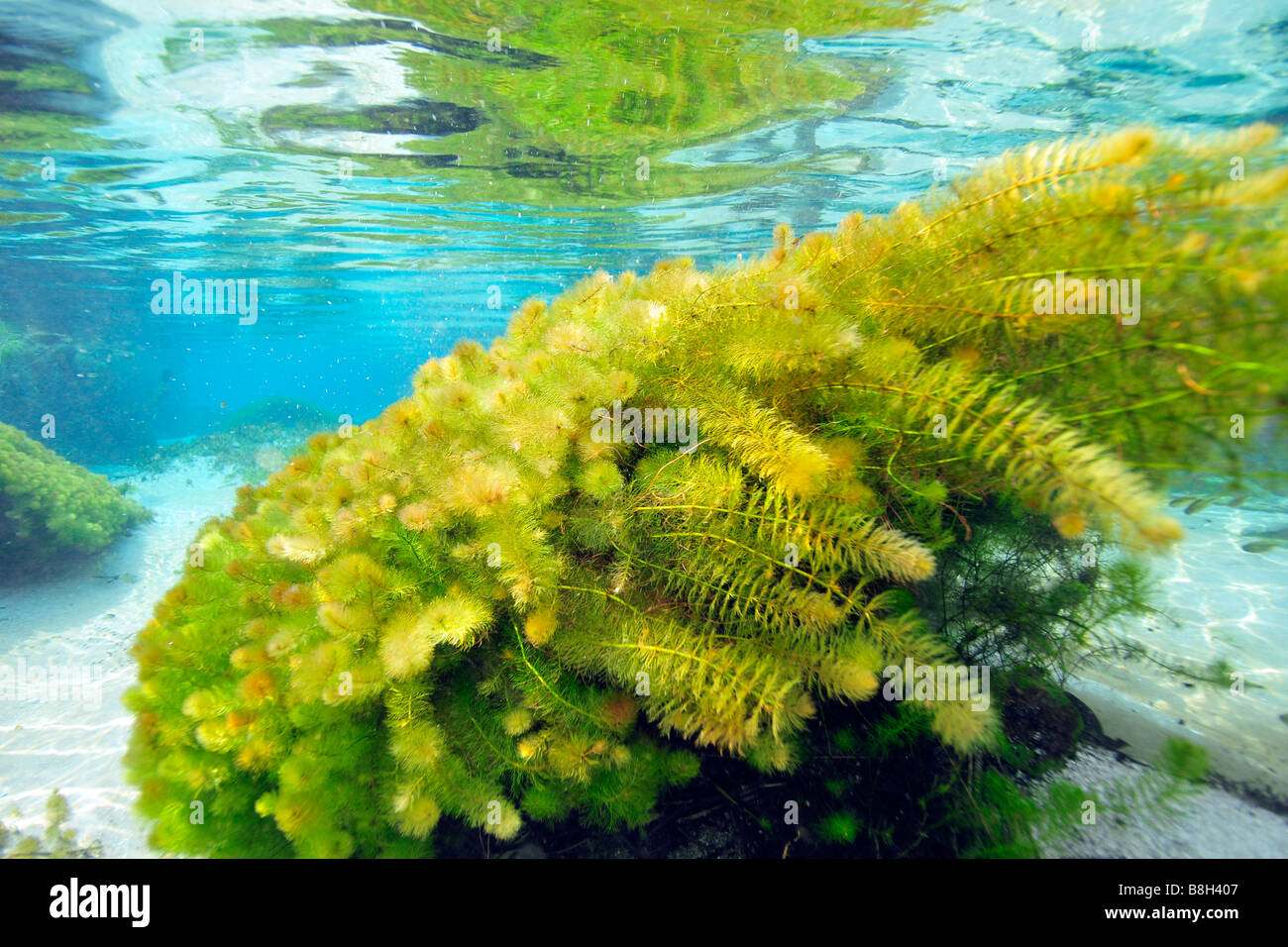 Gsc International Ps0057 Chara Freshwater Algae