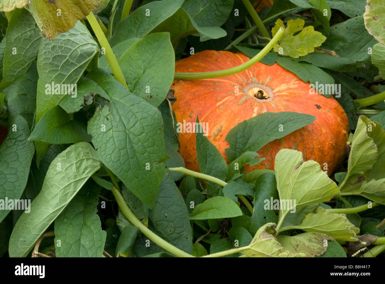 Pumpkin Growing On Vine Stock Photos & Pumpkin Growing On Vine Stock ...