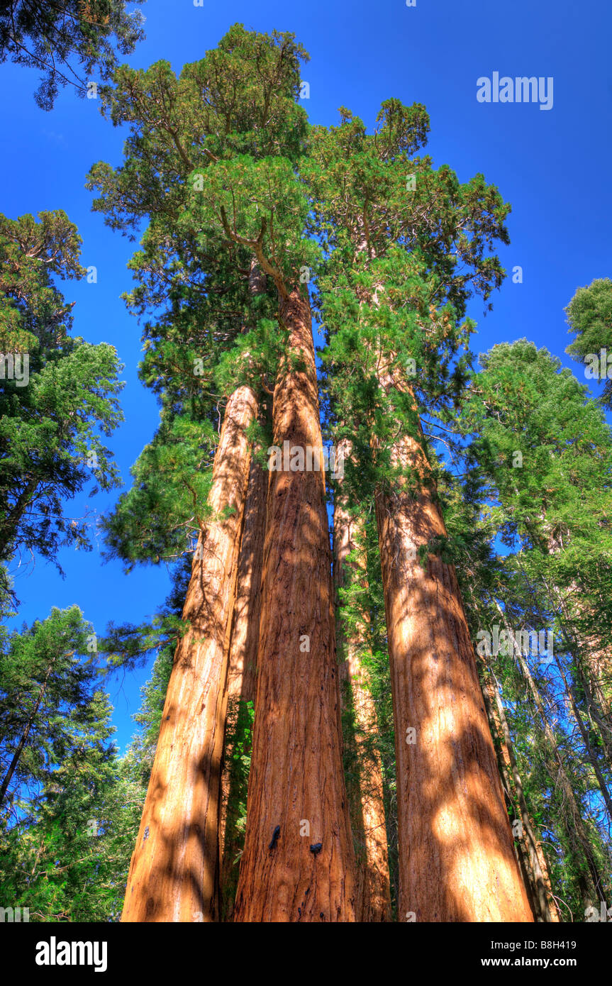 Giant Sequoias Sequoiadendron giganteum Trail of 100 Giants Giant ...
