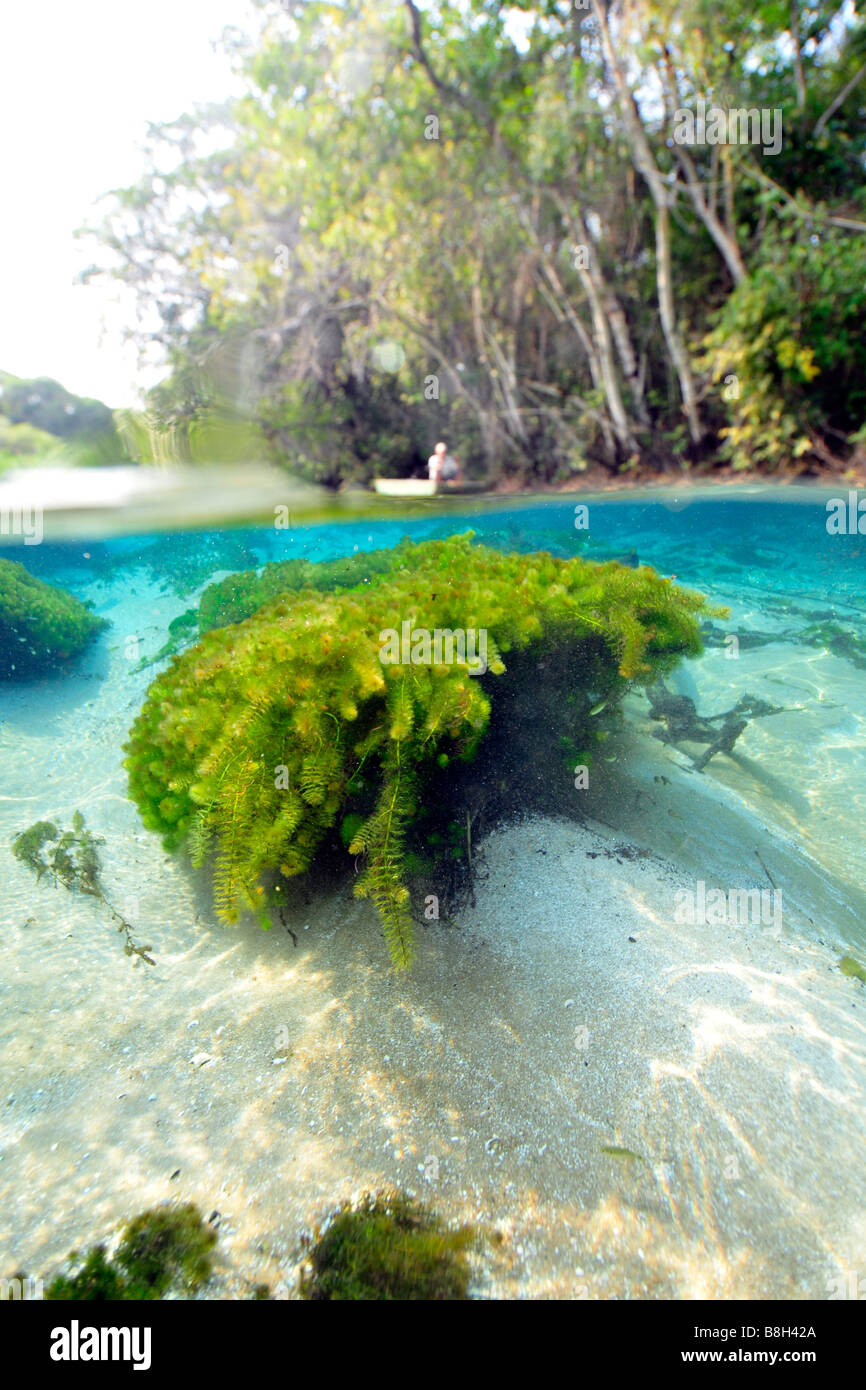 Chara Control In Lakes