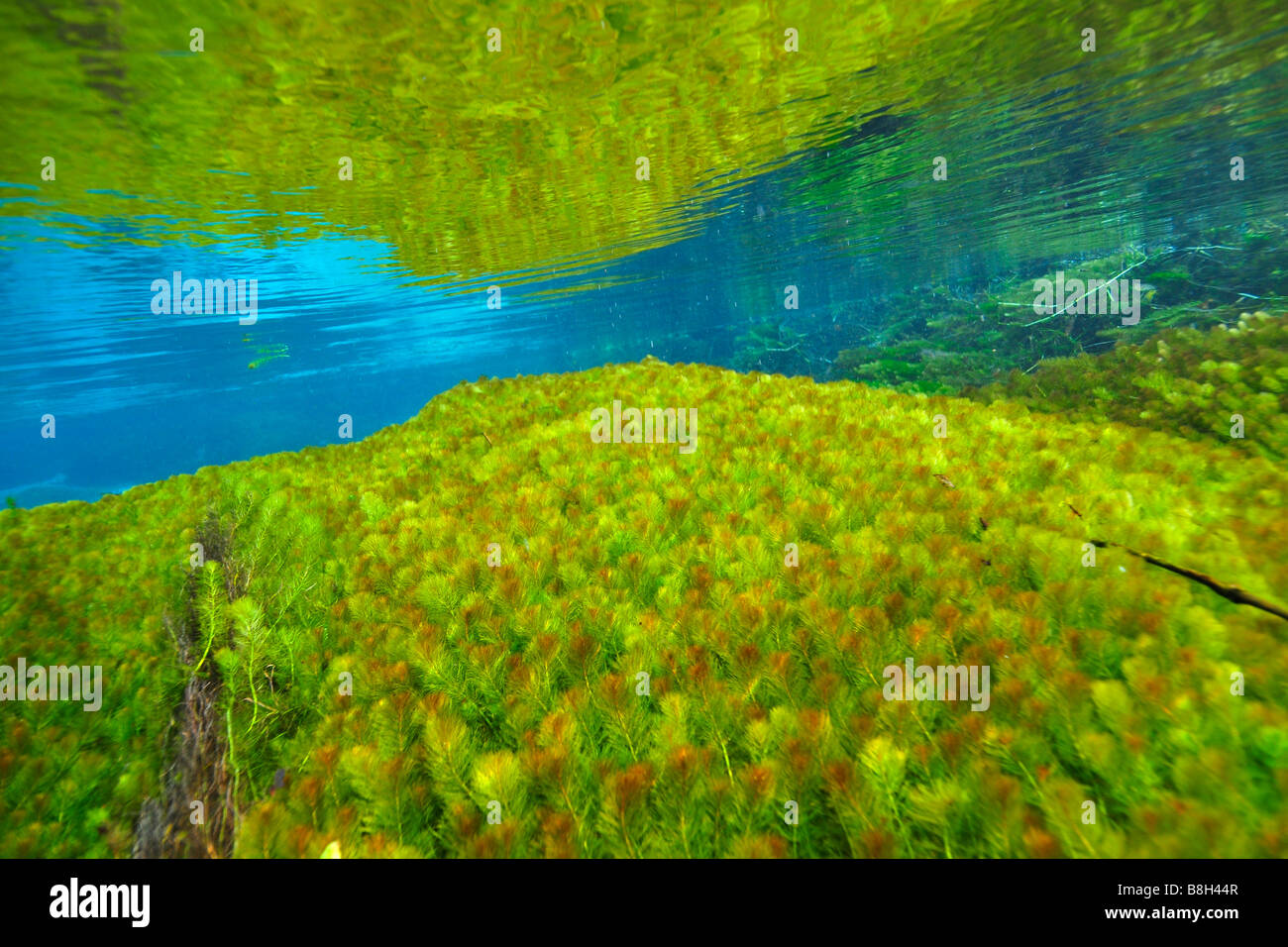 Underwater vegetation, predominantly stonewort algae, Chara rusbyana ...