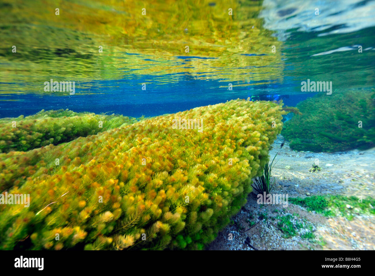 Chara Control In Lakes