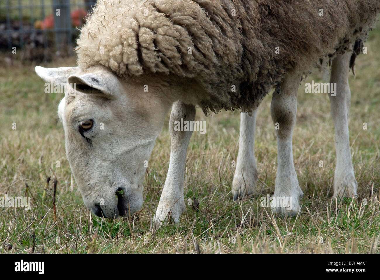 A close up of a domesticated sheep closeup showing details of the head ...