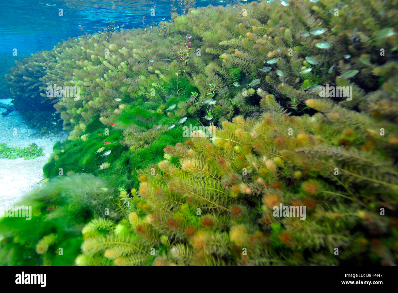 Underwater vegetation, predominantly stonewort algae, Chara rusbyana ...