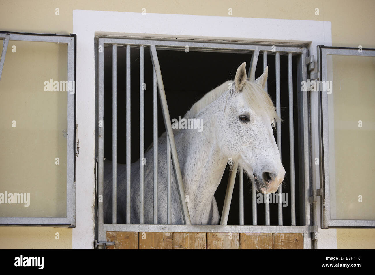 Hunter horse in stable Stock Photo - Alamy
