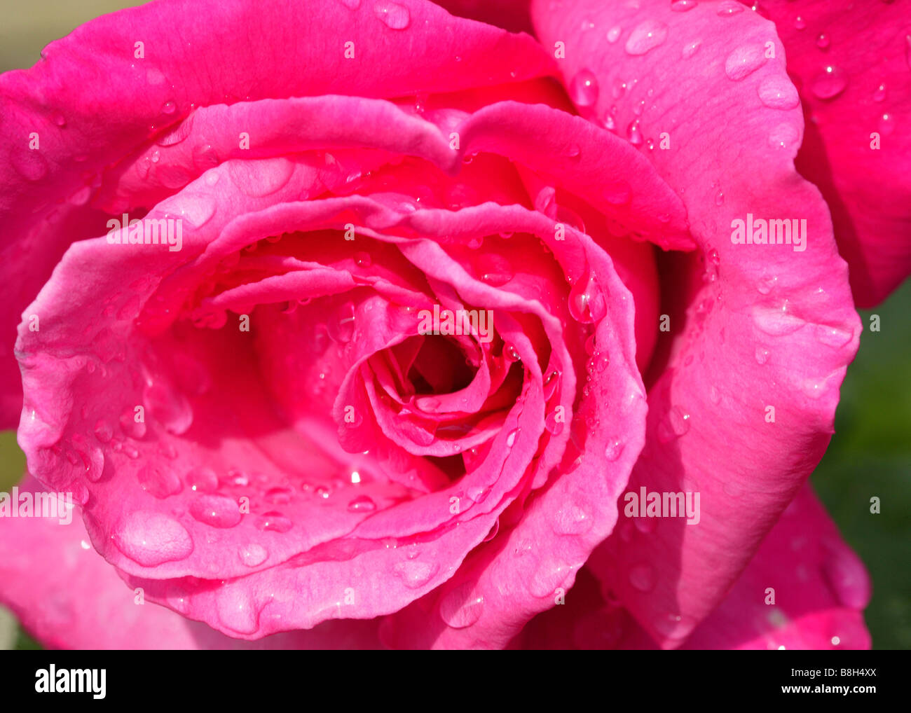 A Pink Rose Covered with Raindrops Stock Photo - Alamy