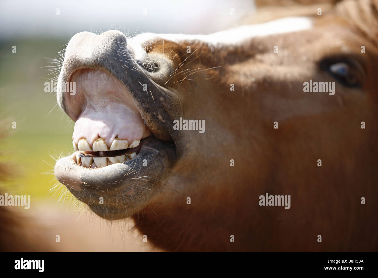 young Icelandic horse - flehming Stock Photo - Alamy