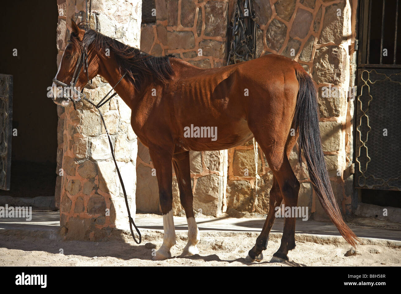 Emaciated horse hi-res stock photography and images - Alamy
