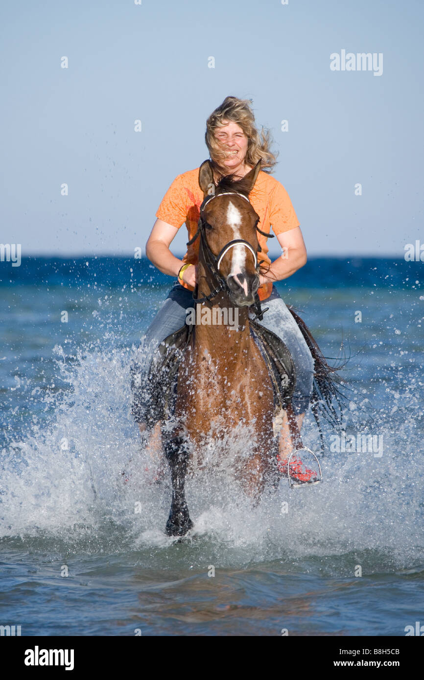 rider on Arabian horse - riding through water Stock Photo - Alamy