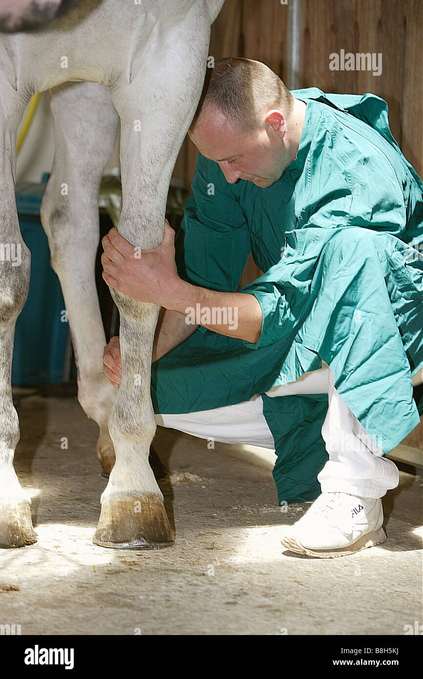 Veterinarian:checking of the leg of a horse Stock Photo - Alamy