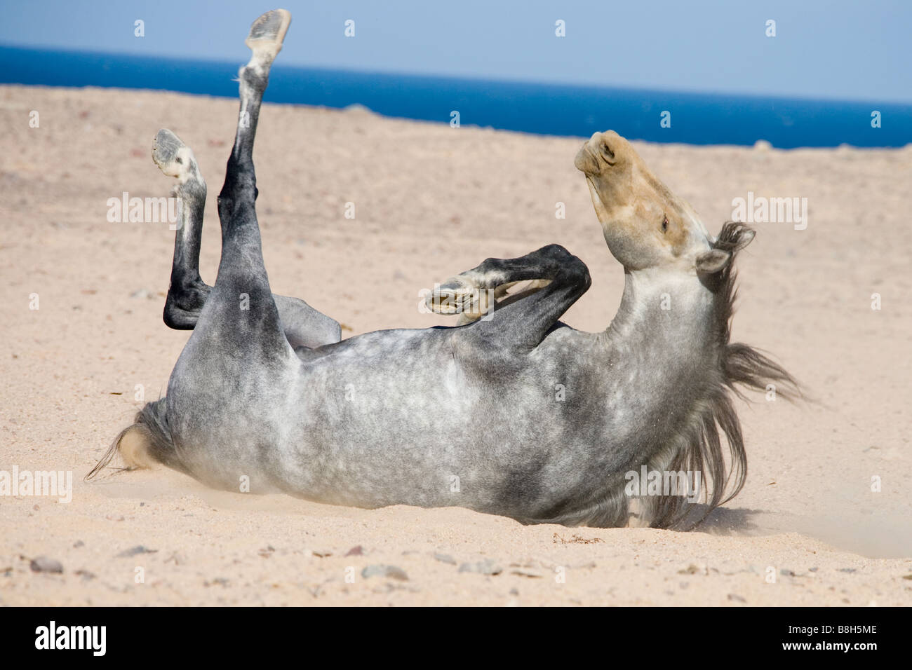 barb - wallowing in sand Stock Photo - Alamy