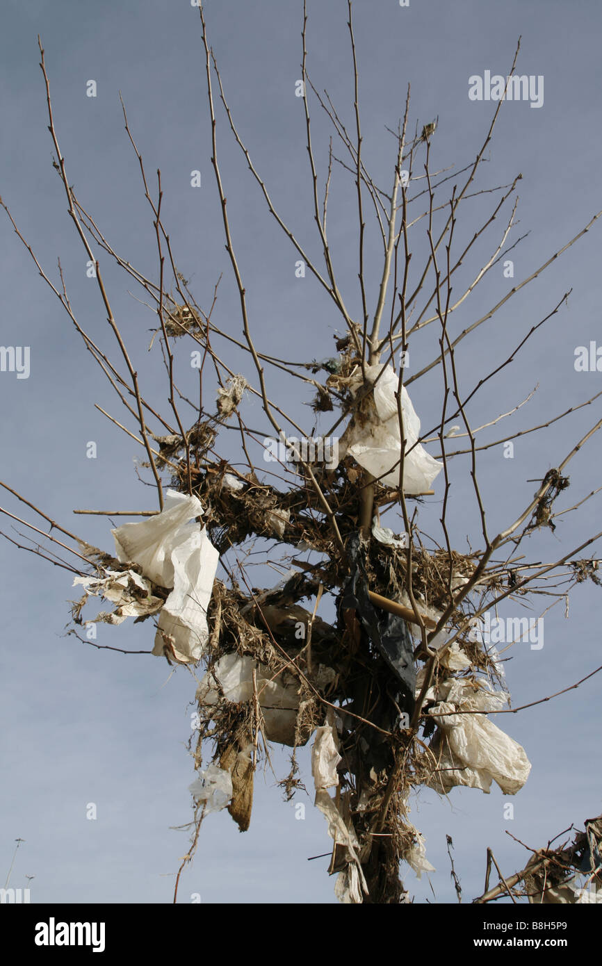 lots of rubbish stuck in tree branches in countryside after river flood ...