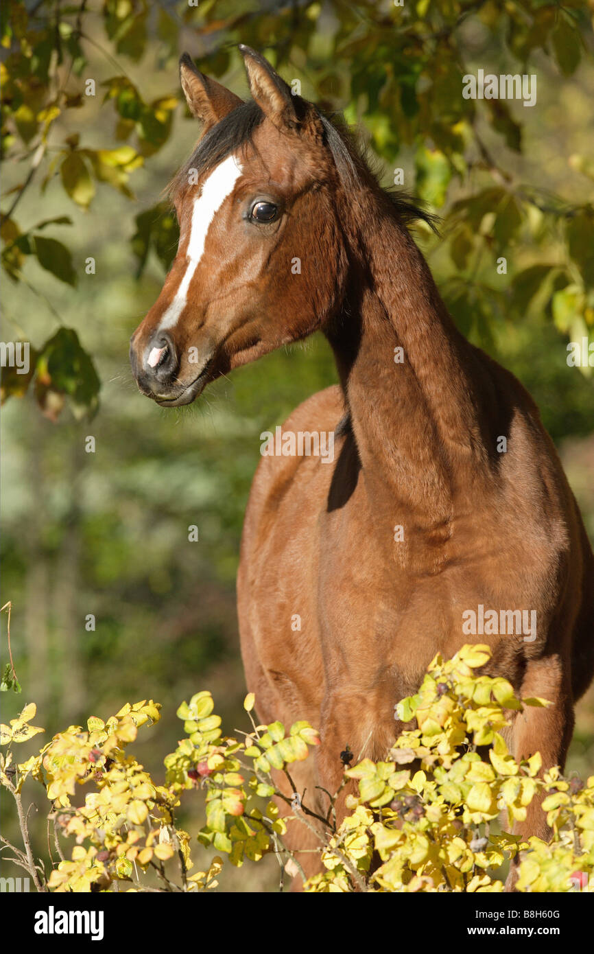 Arabian stand hi-res stock photography and images - Alamy