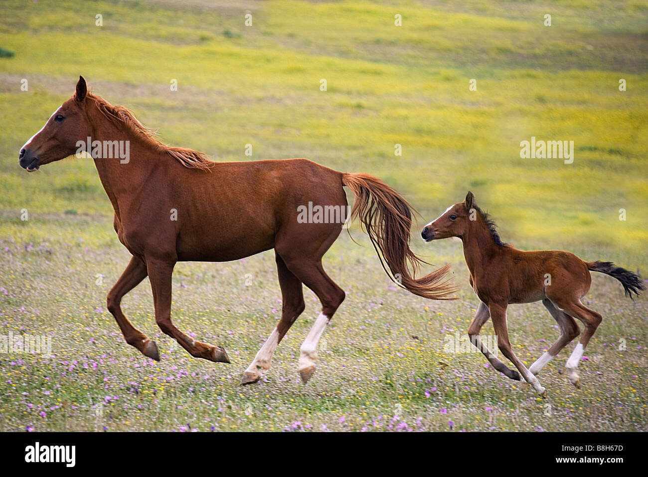 Arabian horse with foal - galloping over meadow Stock Photo - Alamy