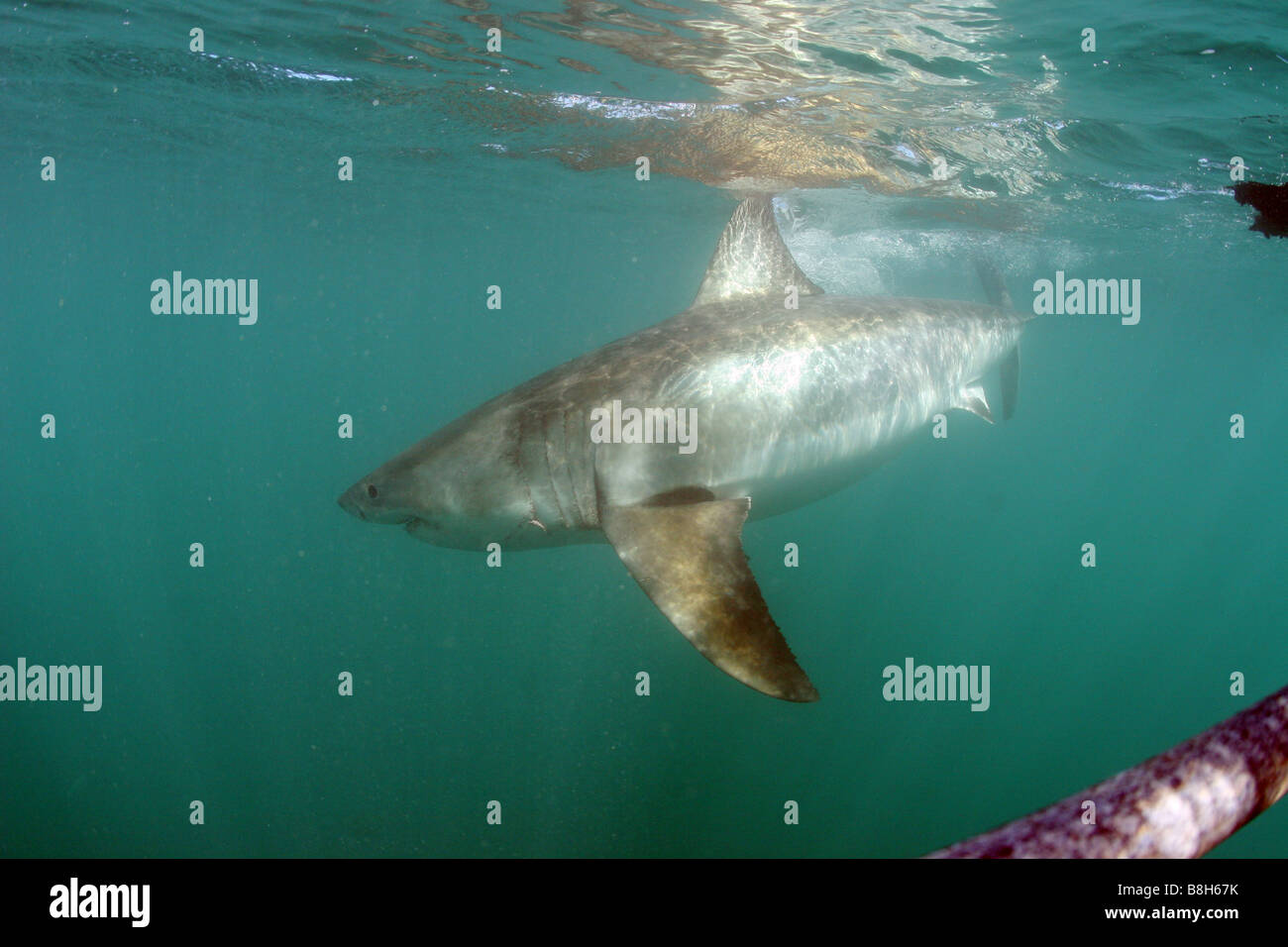 Sharks diving cages hi-res stock photography and images - Alamy