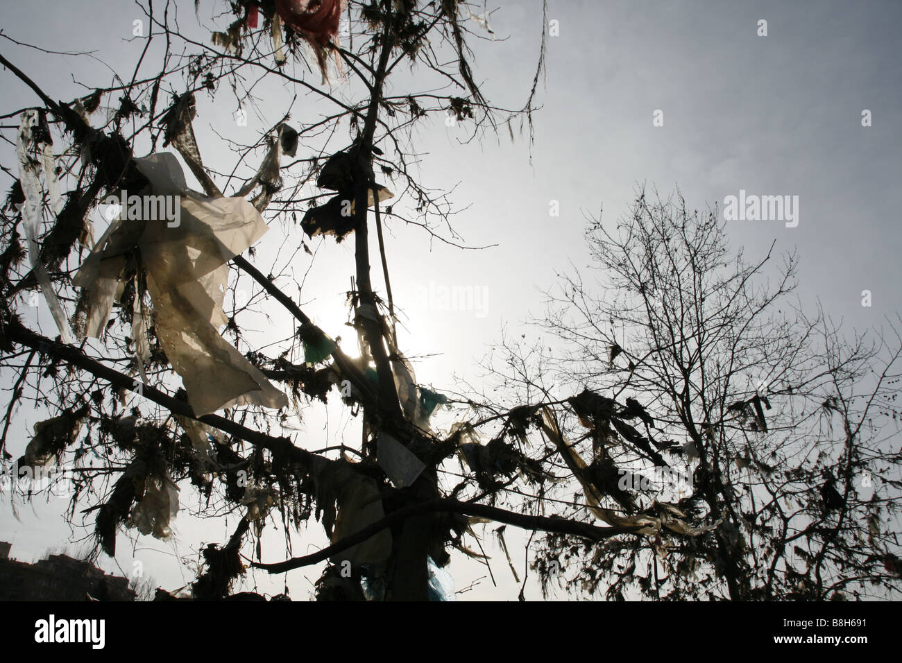 lots of rubbish stuck in tree branches in countryside after river flood ...