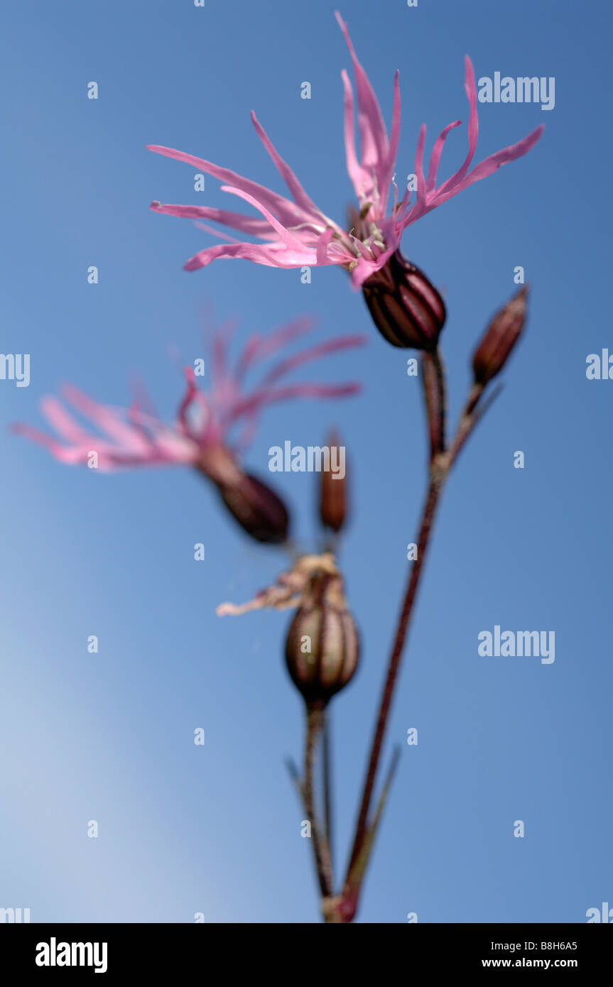 Scruffy Robin High Resolution Stock Photography and Images - Alamy