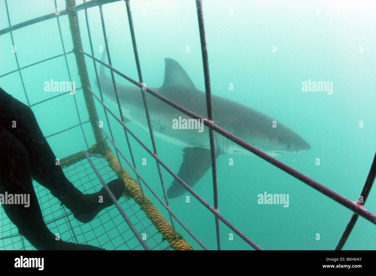 A white sharks swims by the cage at a cage dive in Gansbaai South ...