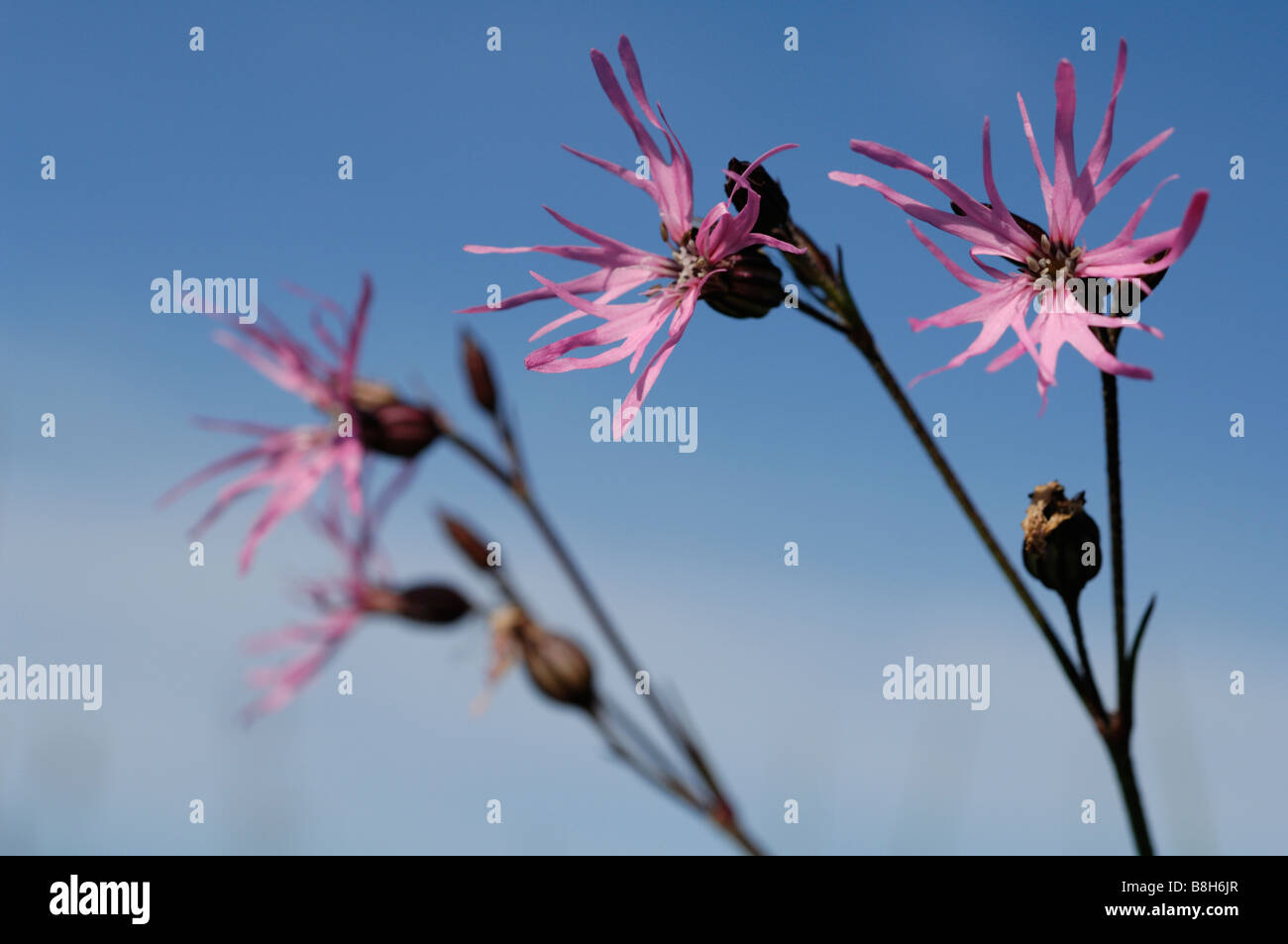 Scruffy Robin High Resolution Stock Photography and Images - Alamy