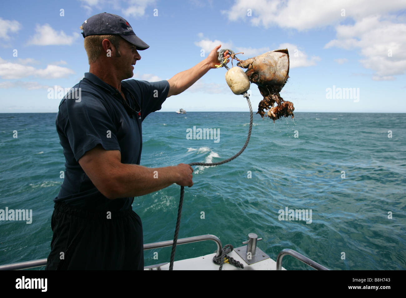 A guide throws a tuna head attached to a line to lure white sharks to a ...