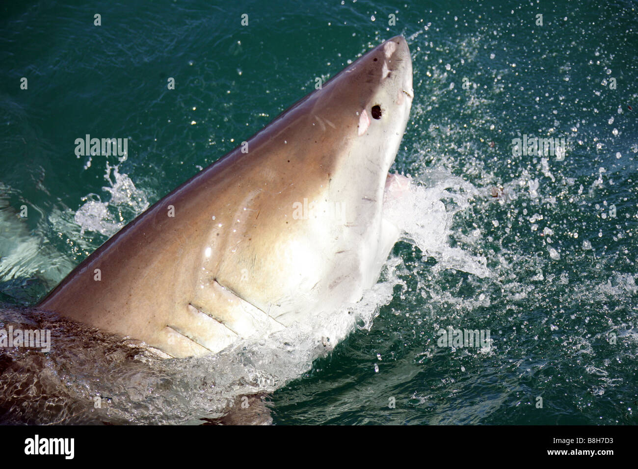 A white sharks attacks the bait at a cage dive in Gansbaai south Africa ...