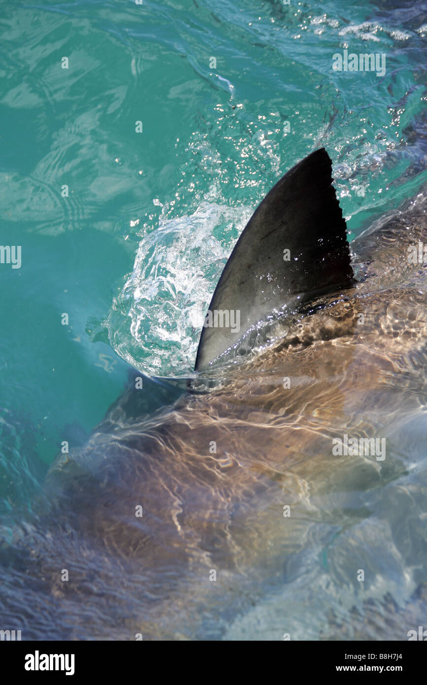 A fin of a white shark or great white Stock Photo - Alamy