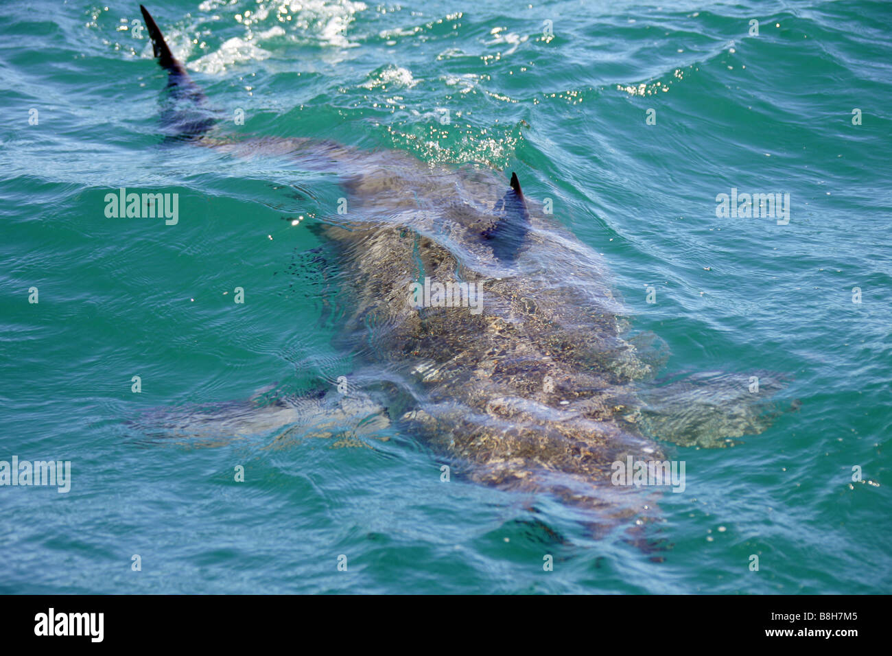 Sharks diving cages hi-res stock photography and images - Alamy