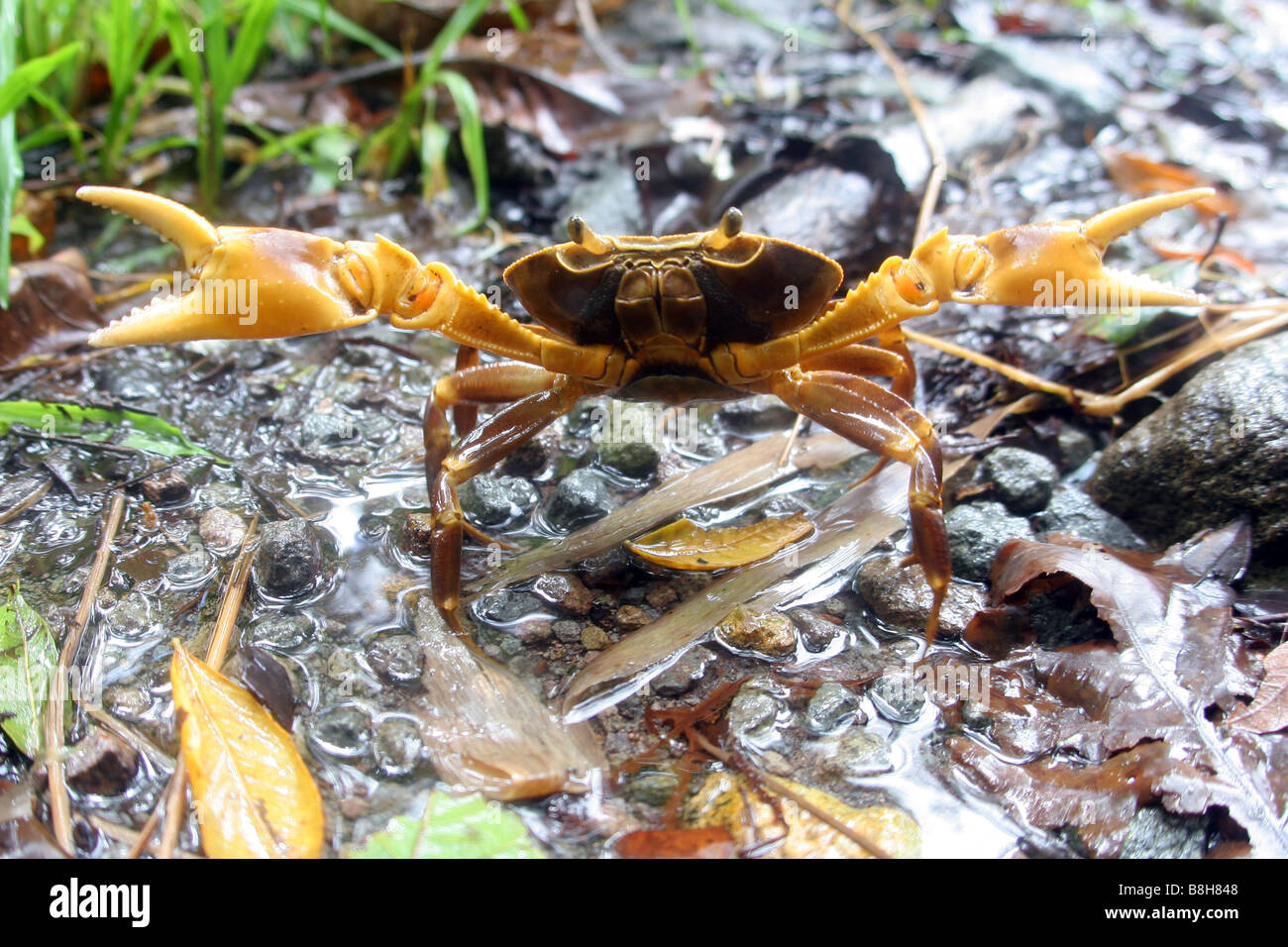 Land crab on the Caribbean isle of Dominica Stock Photo - Alamy