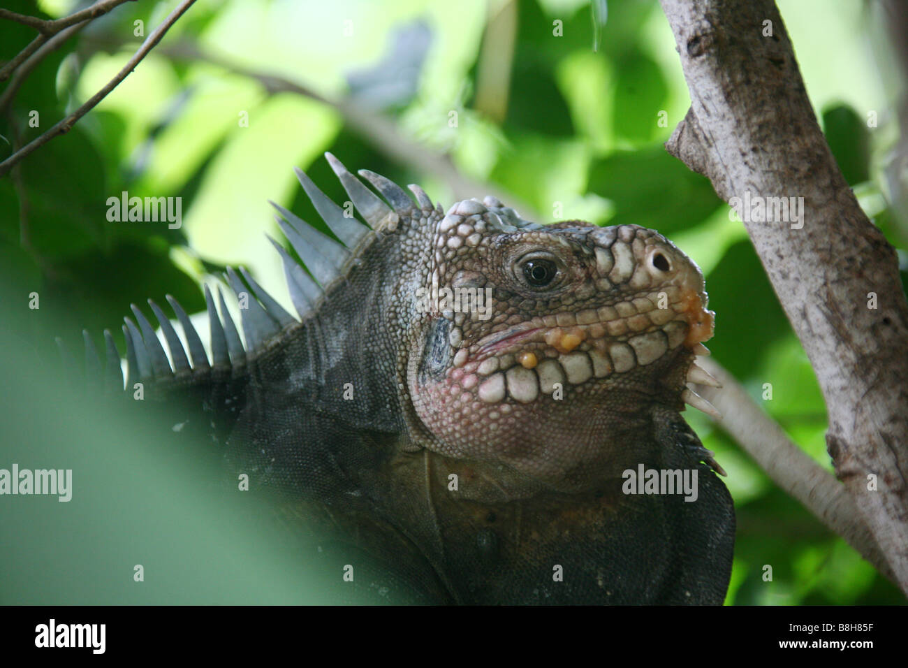 Close-up of the Lesser Antillean Iguana on the Caribbean isle Dominica ...