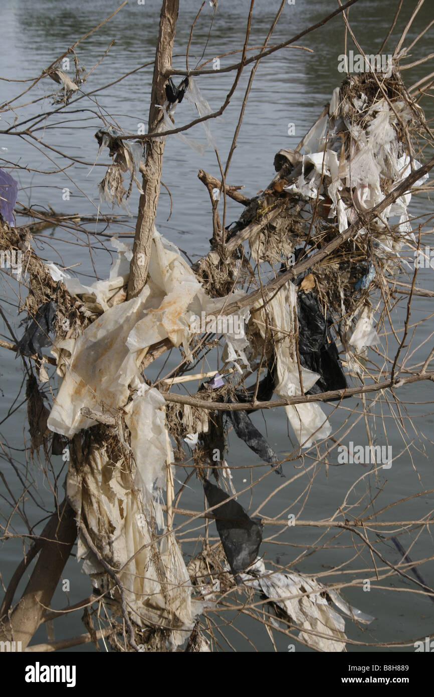 lots of rubbish stuck in tree branches in countryside after river flood ...
